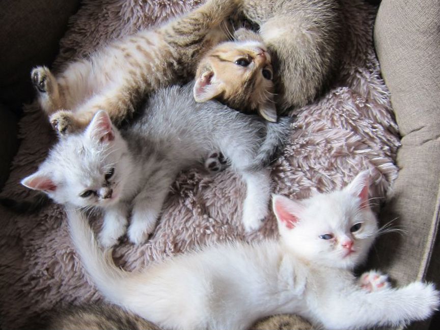 Шотландские котята разных окрасов