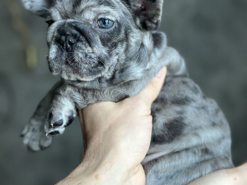 Французский бульдог мини