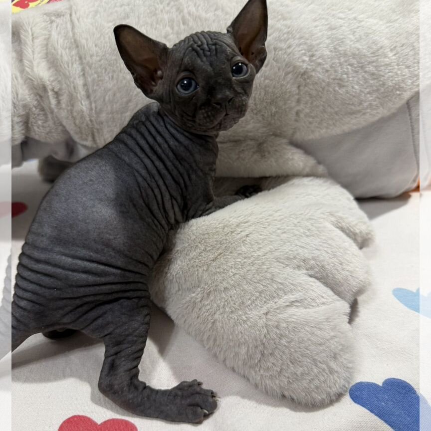Котята сфинкс