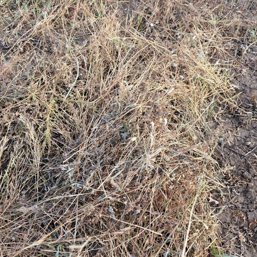 Сено в тюках