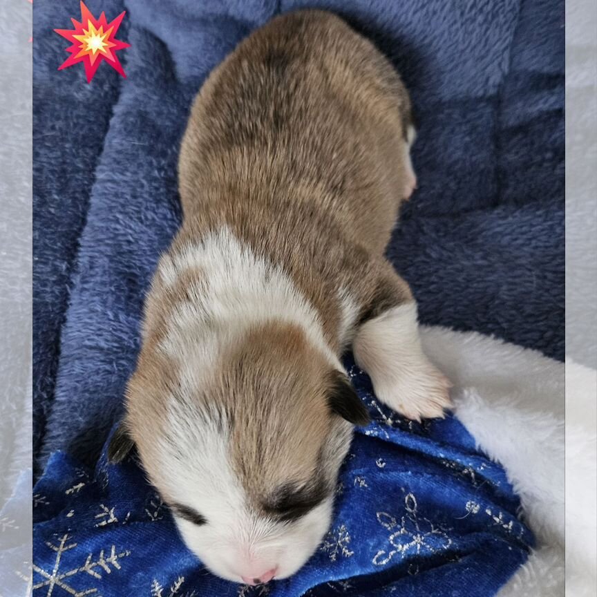 Вельш Корги Пемброк, щенок