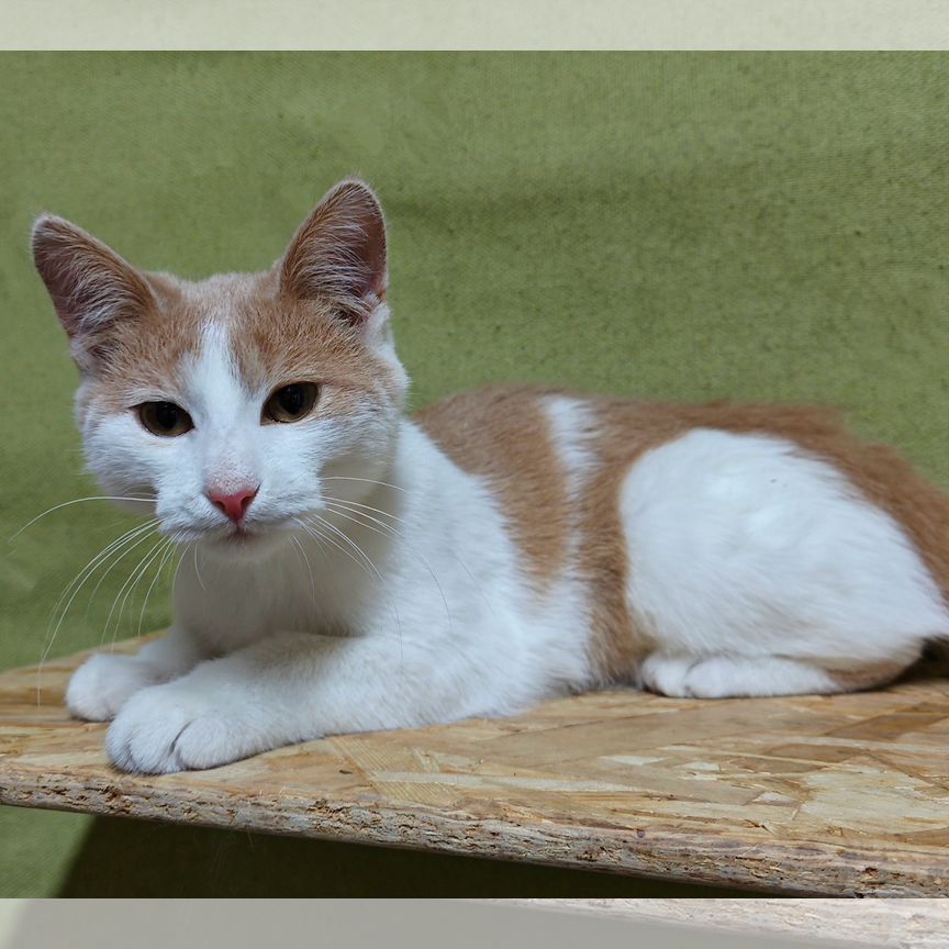 Котёнок