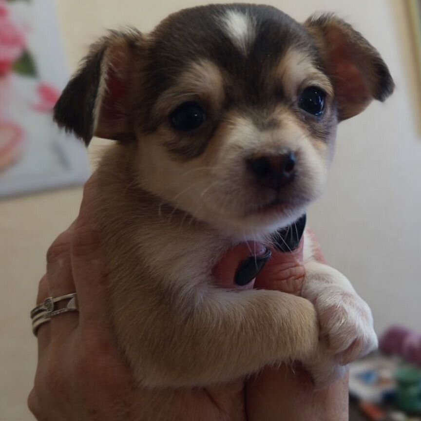 Русский той-терьер, щенок