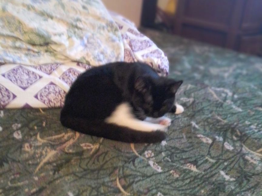 Котенок в добрые руки