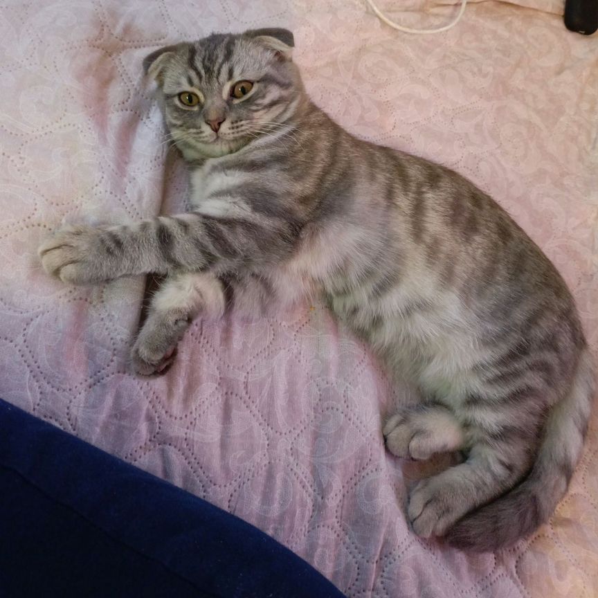 Шотландский вислоухий котик