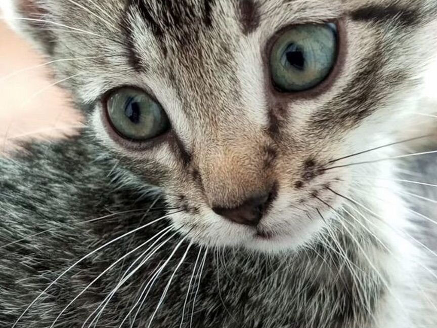 Котенок ёжик