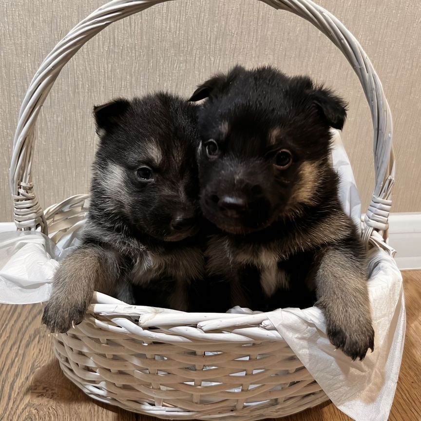 Восточноевропейская овчарка, щенок