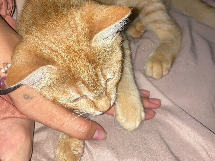 Мейкун бесплатно