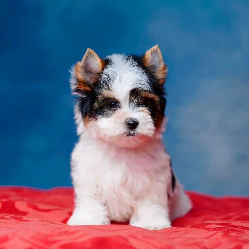 Бивер терьер