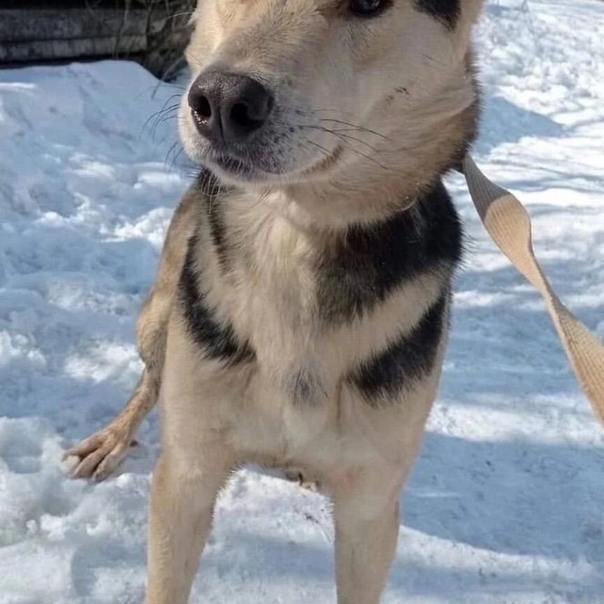 Собака в добрые руки