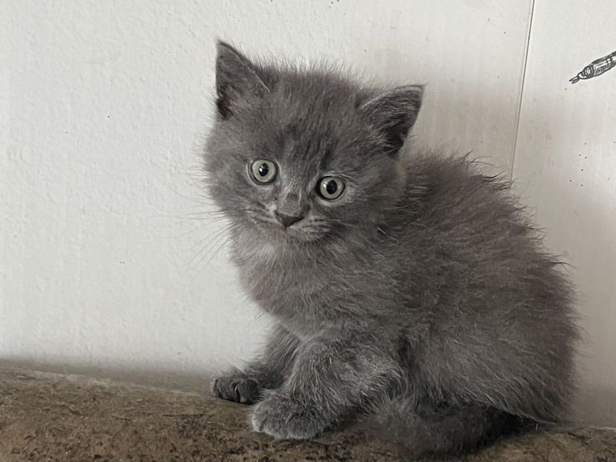 Отдам кота в добрые руки