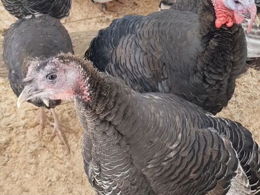 Индюки индюшки индейка