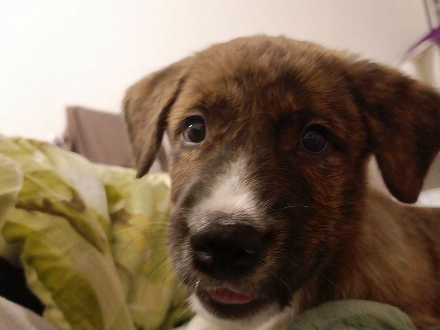 Очаровательная девчонка