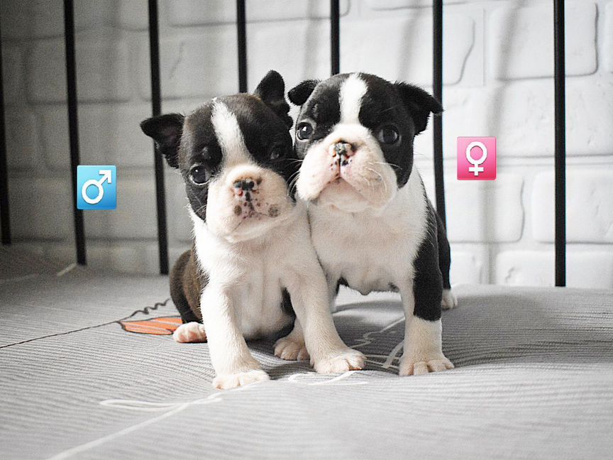 Boston terrier puppy