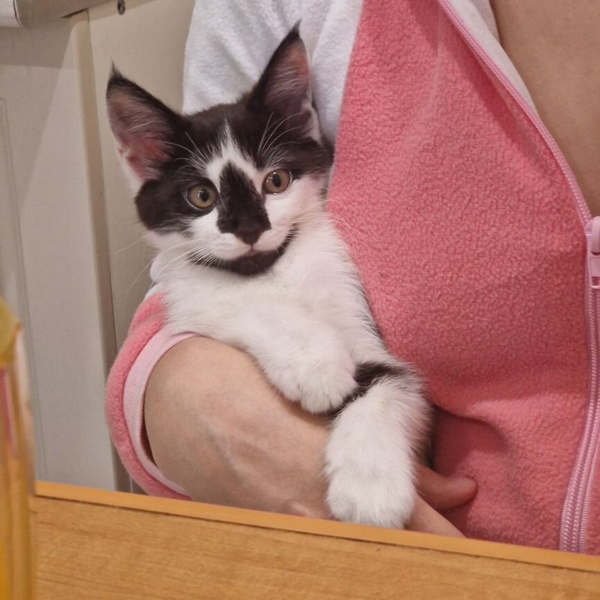 Котёнок мейн-кун помесь