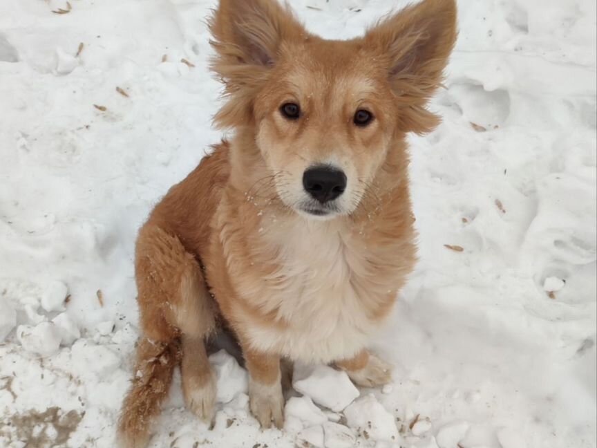 Щенок девочка ищет дом или передержку