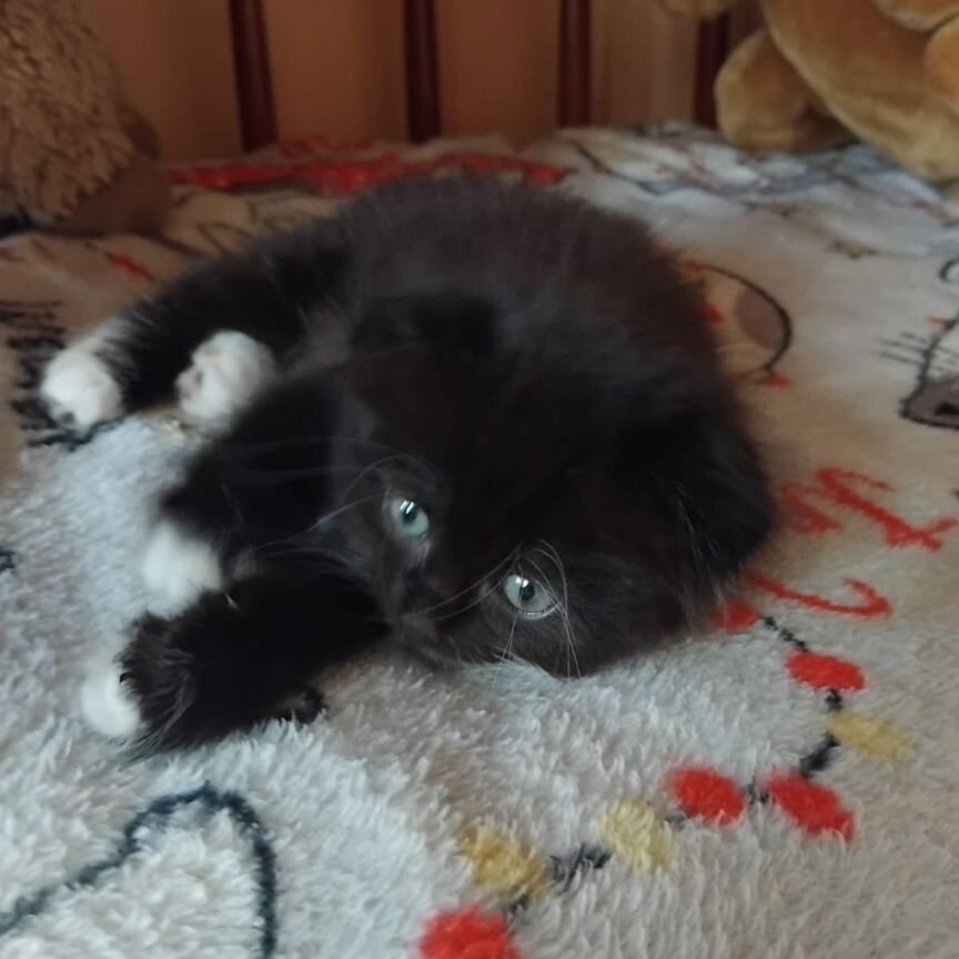 Котёнок в добрые руки