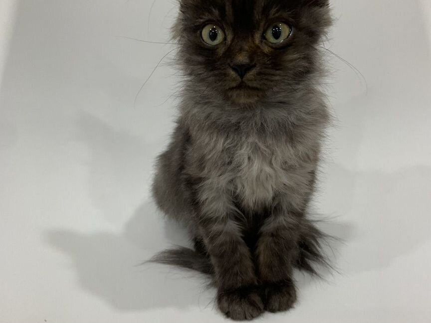 Котик Арчи