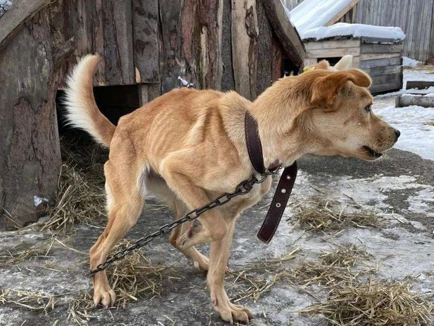 Собаки