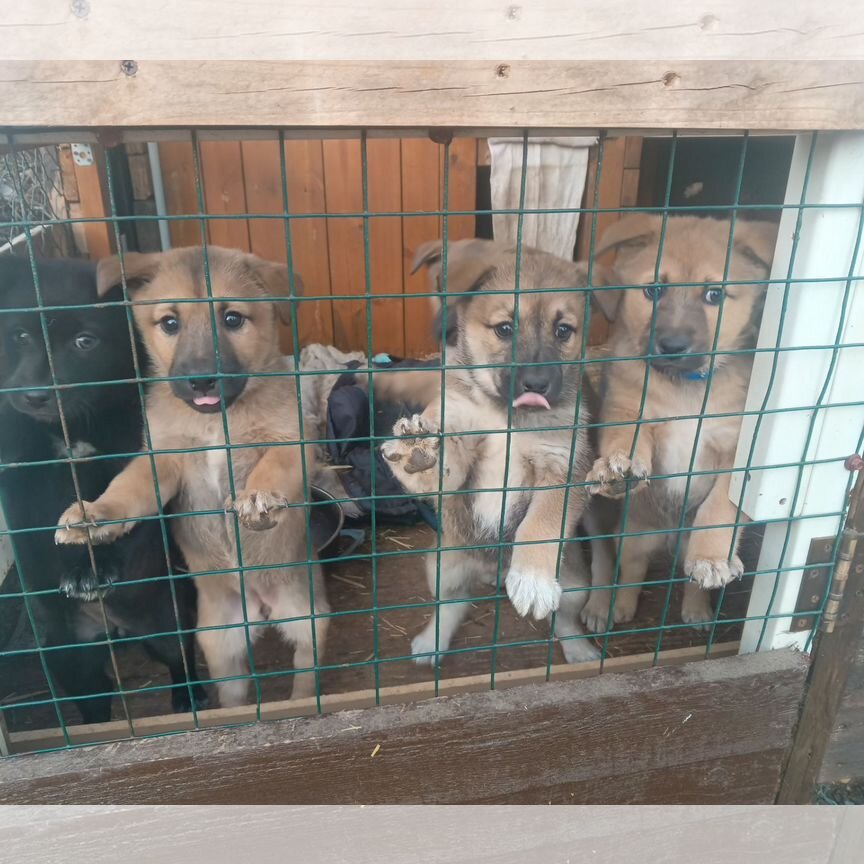 Восточносибирская лайка, щенок