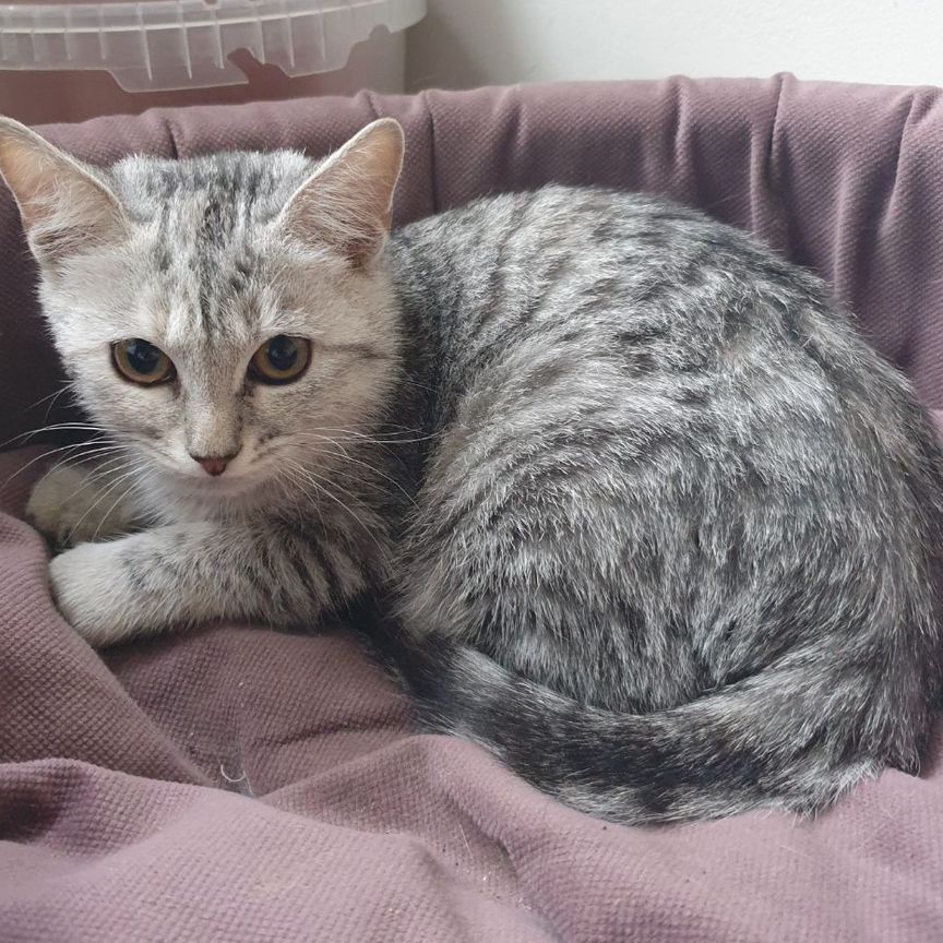 Котенок девочка в добрые руки