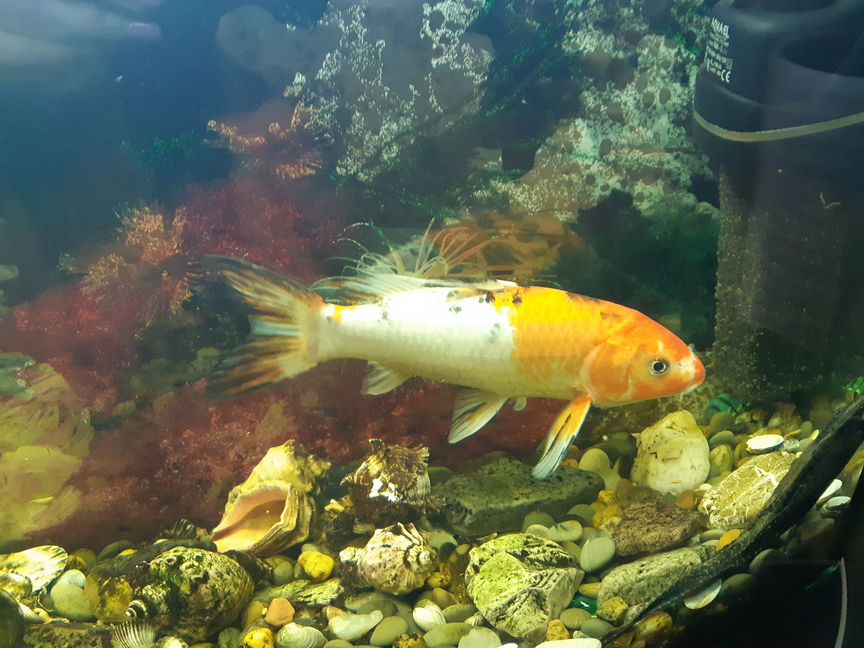 Продаю аквариумную рыбку Комета