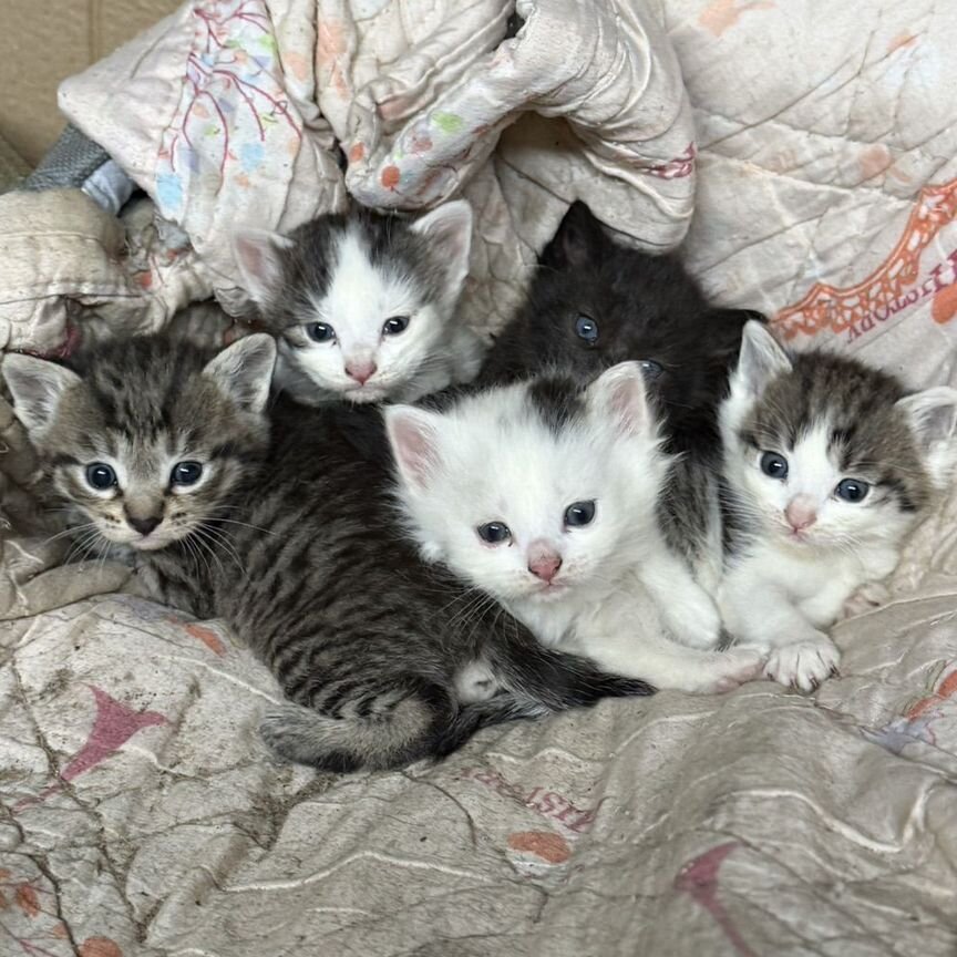 Котёнок в добрые руки