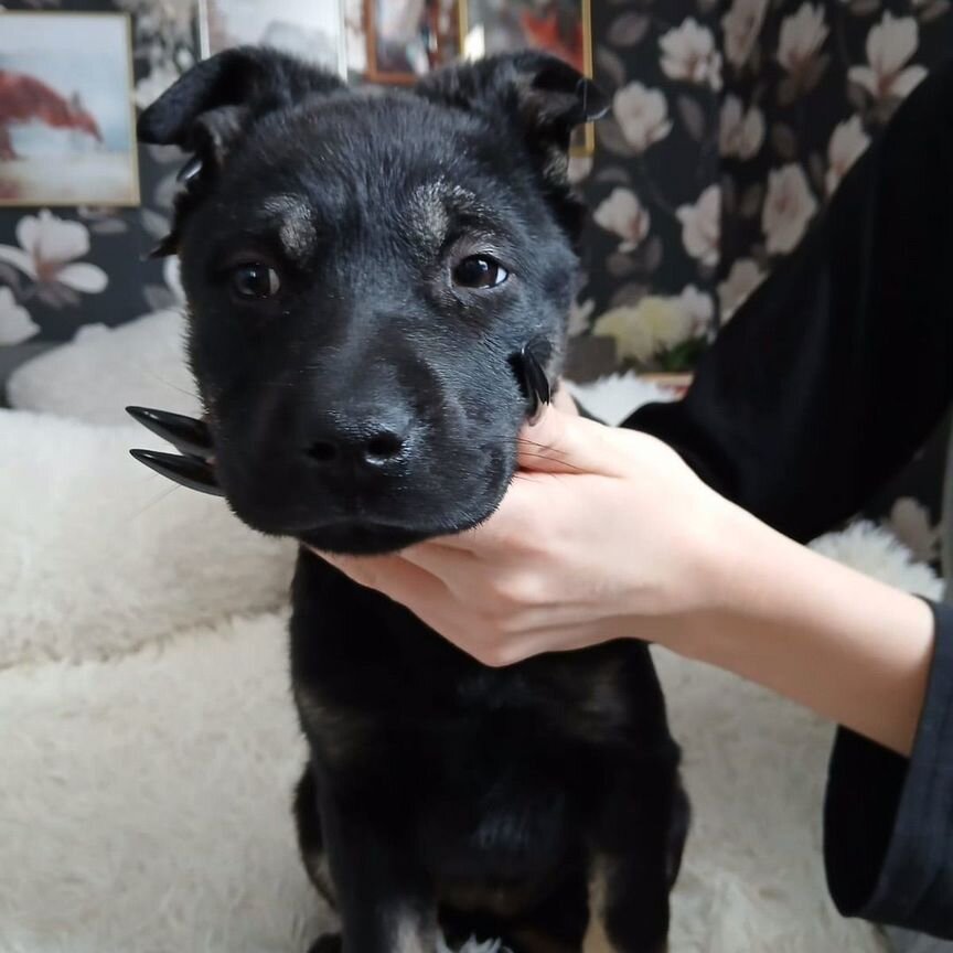 Знойная красотка Шейла ищет дом