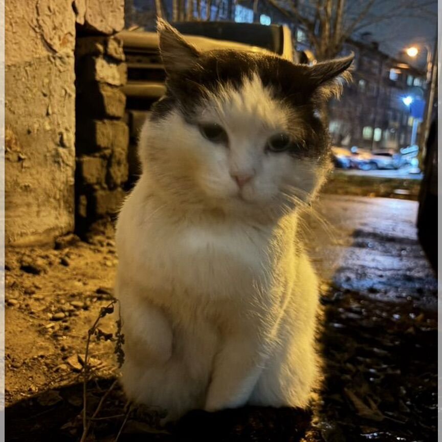 Взрослый кот в добрые руки