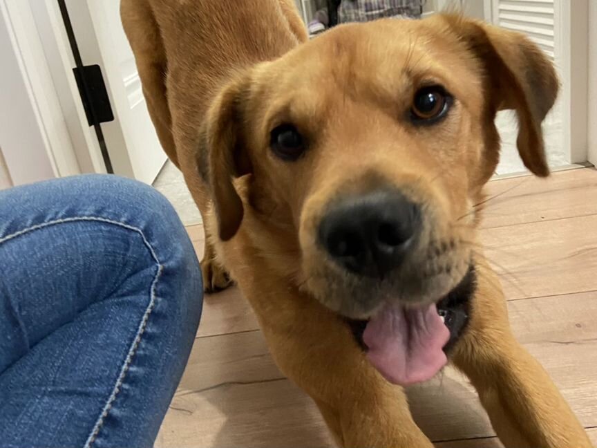 Пёс Скуби ищет дом