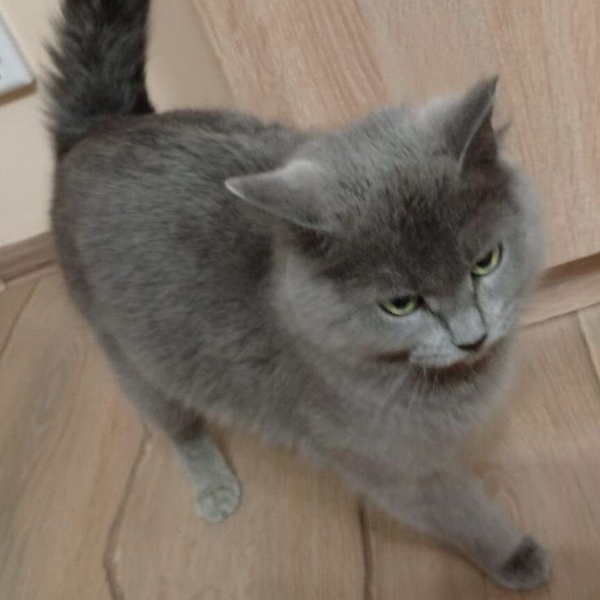 Спокойная кошка