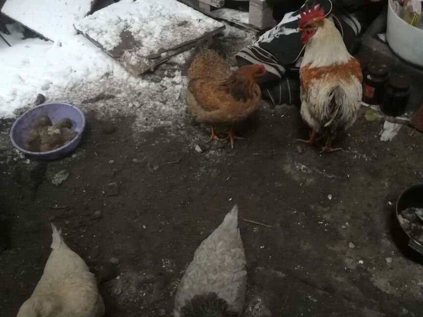 Домашние куры бройлеры