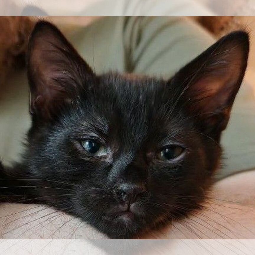 Котёнок в добрые руки