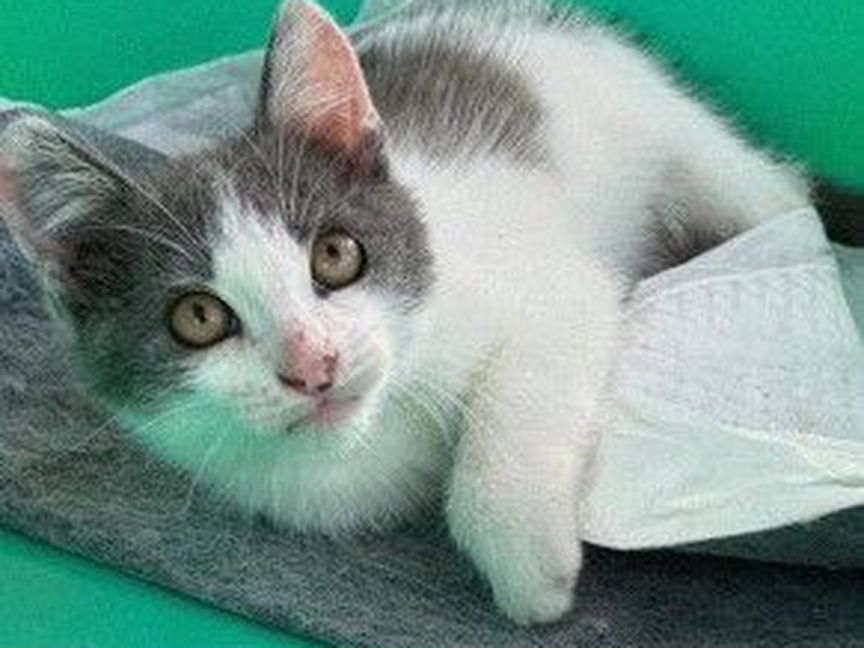 Котенок мальчик в добрые руки