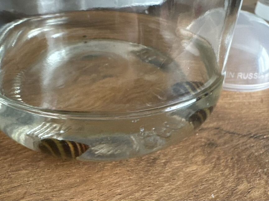 Улитки хилена