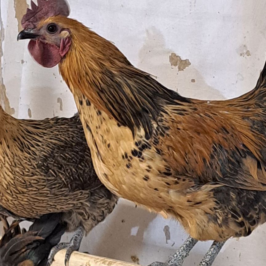 Молодые петушки