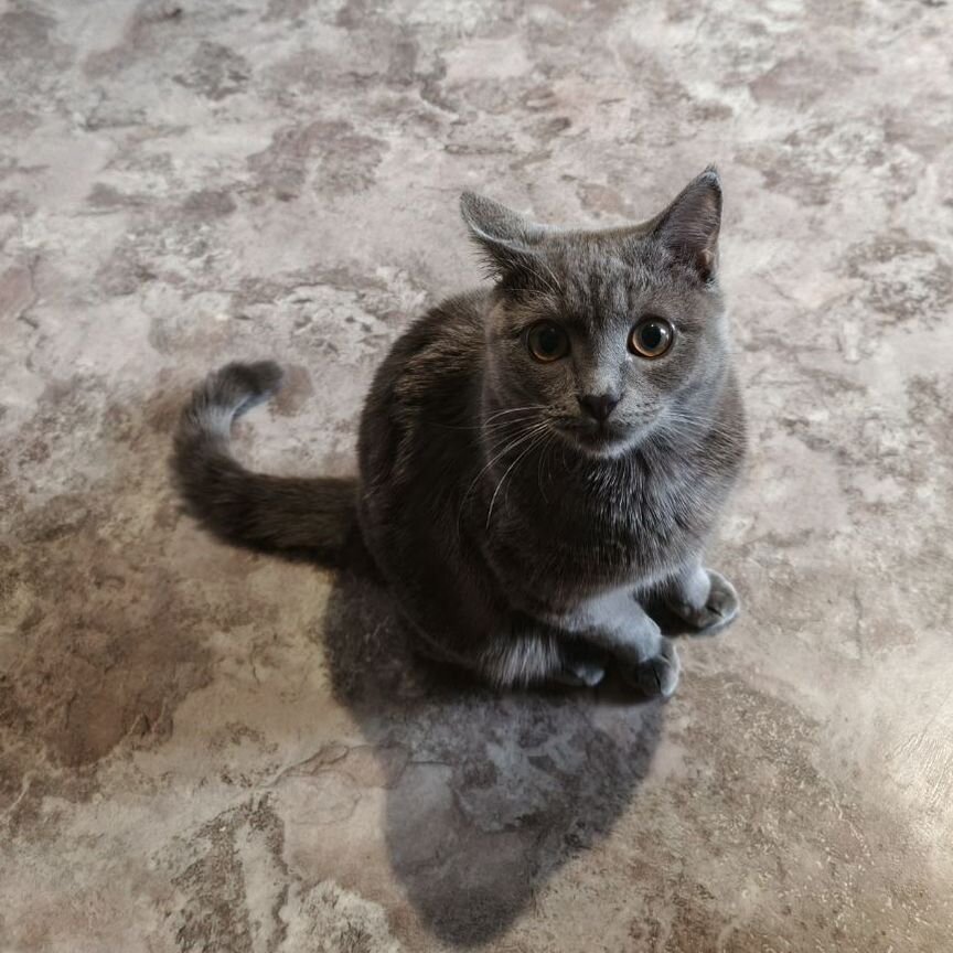 Британский короткошёрстный котёнок