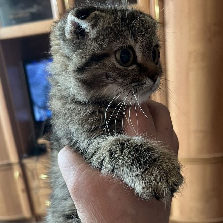 Кошка шотландская вислоухая