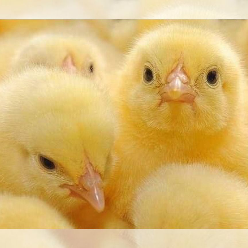 Цыплята бройлеры росс 308 суточные