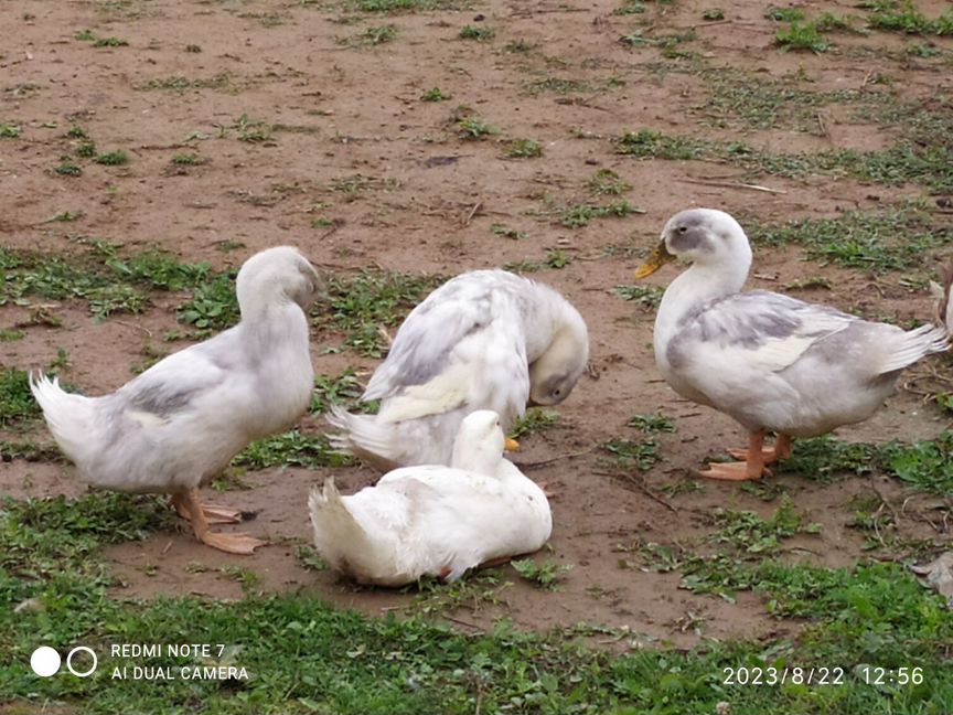 Голубой фаворит (две уточки и селезень)