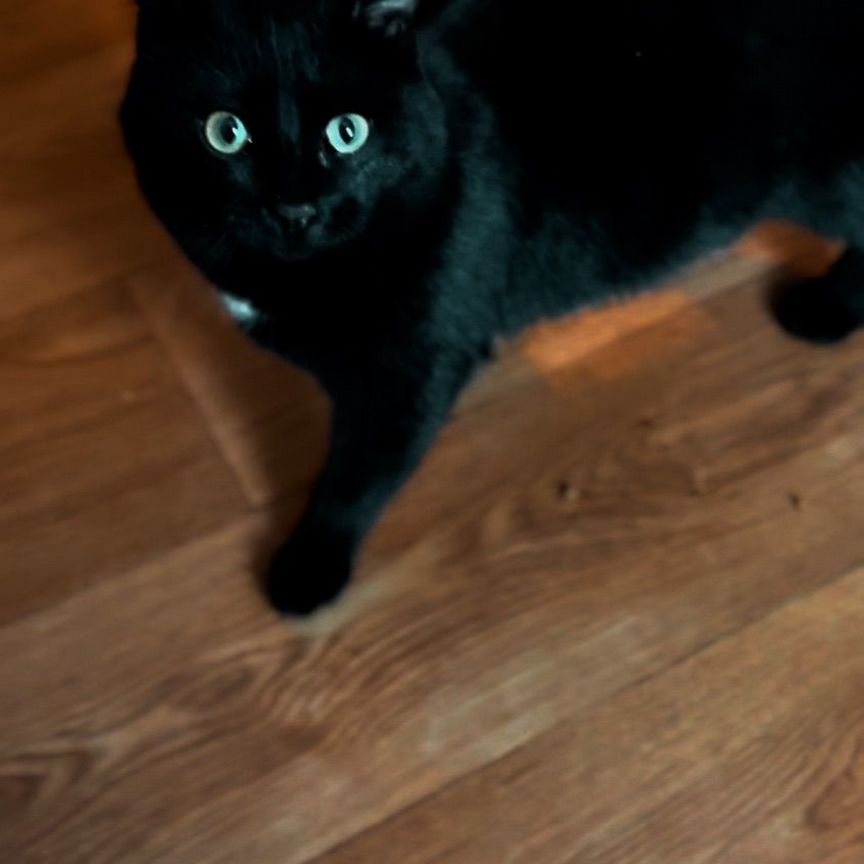Котик в добрые руки