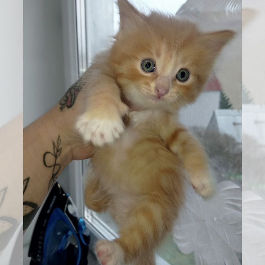 Котёнок от частного владельца