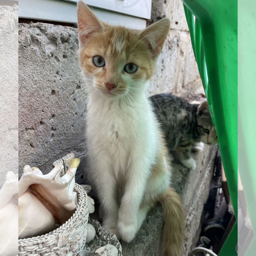 Котята в добрые руки