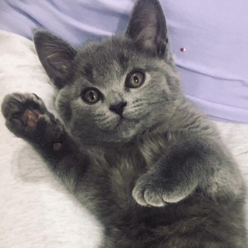 Русский голубой котёнок