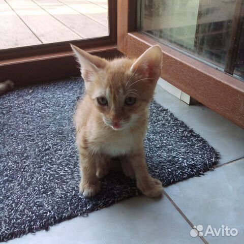 Котята - в добрые руки