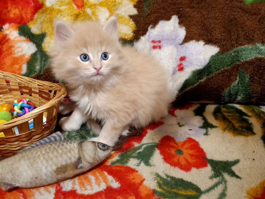 Котята