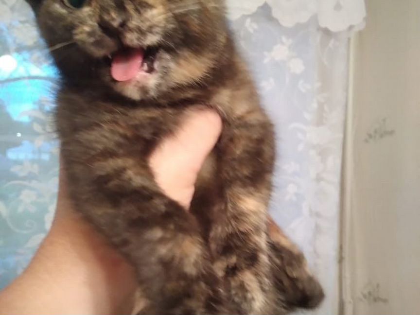 Кошка