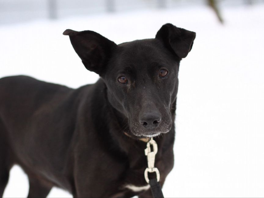 Собака в добрые руки отдам бесплатно