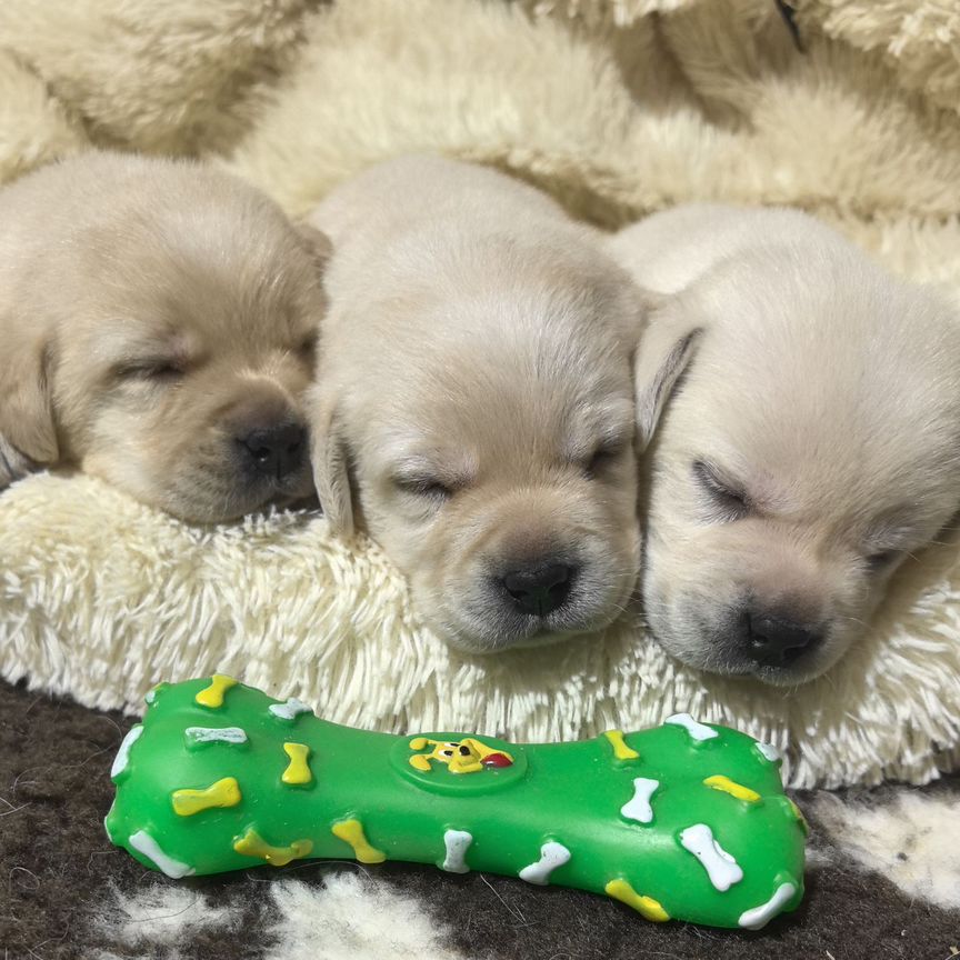 Лабрадор-ретривер, щенок