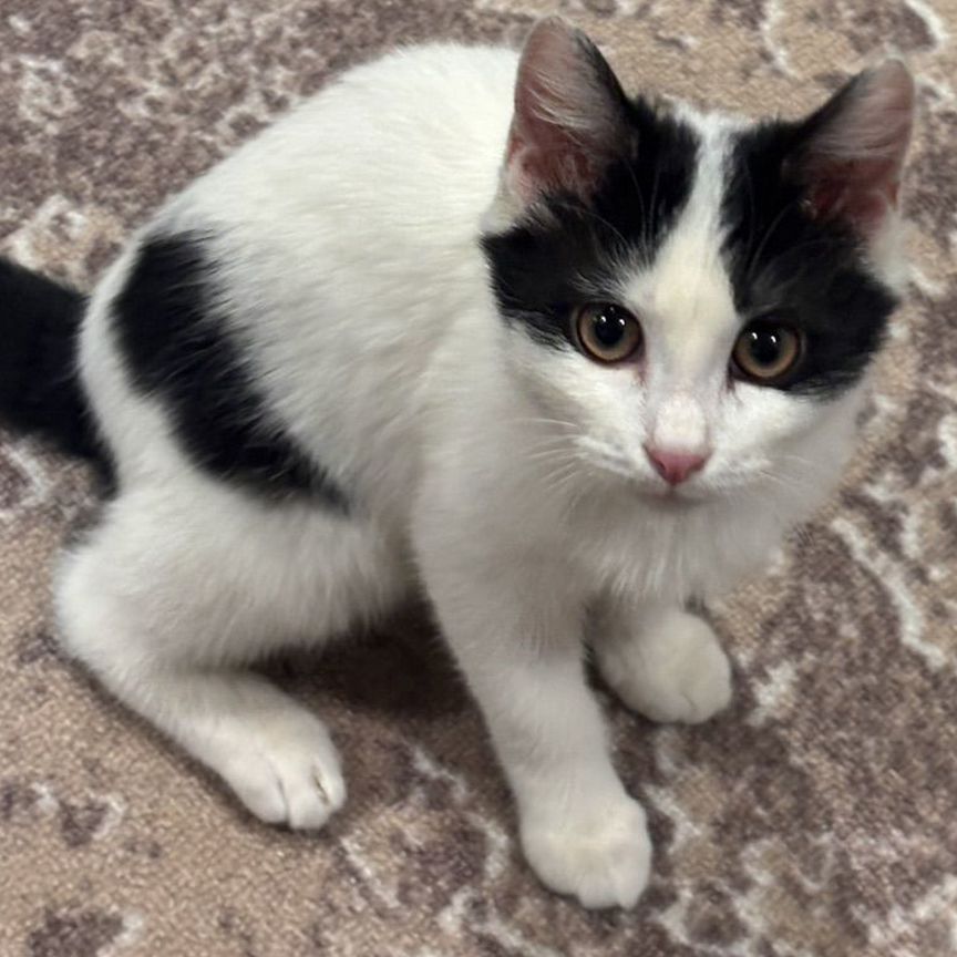 Котёнок в добрые руки